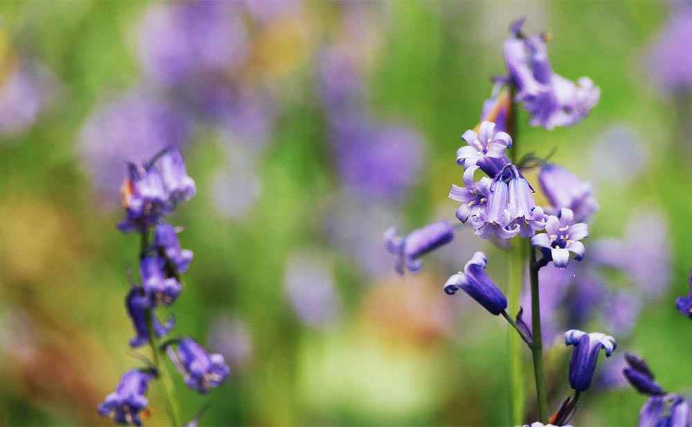 Chelsea Flower Show | Leisuretime